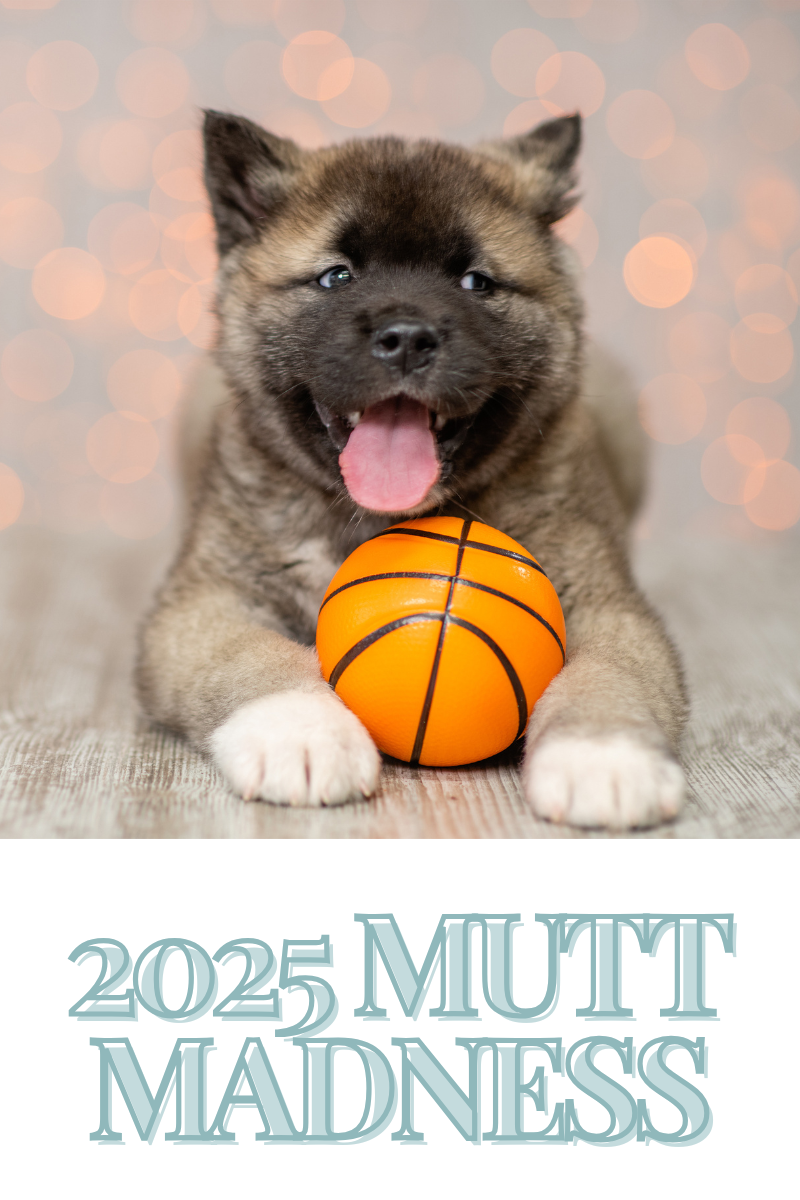 2025 Mutt Madness: A Slam Dunk Pet Contest – Pawsnickety Pets