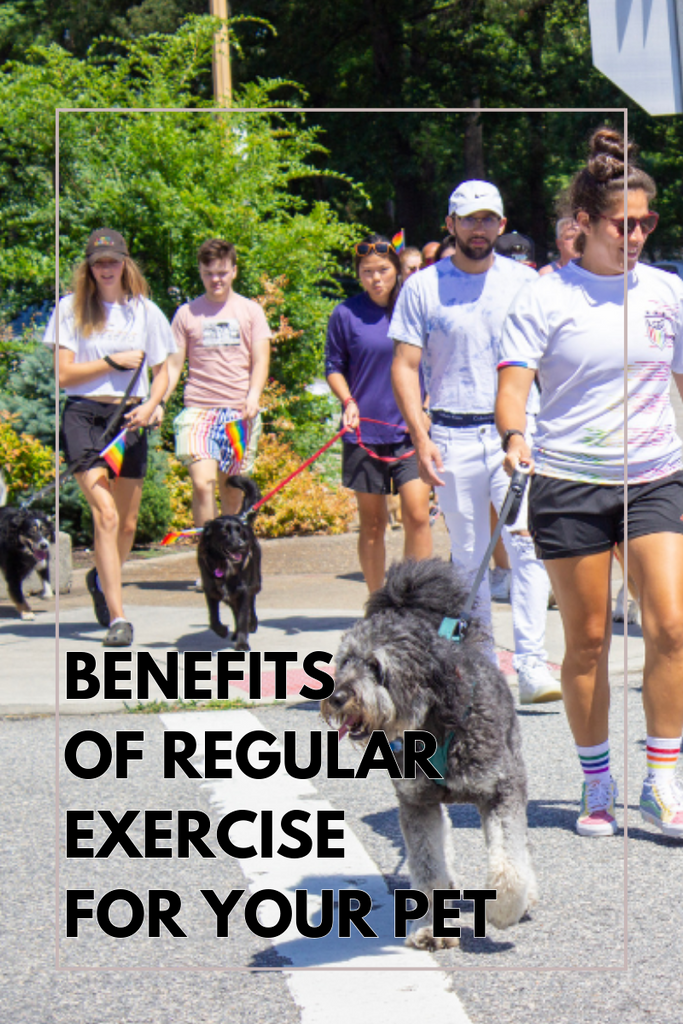 The Benefits of Regular Exercise for Your Pet's Physical and Mental He ...