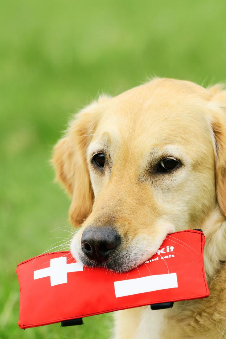 Pet First Aid 101: Must-Have Supplies and Basic Emergency Care ...