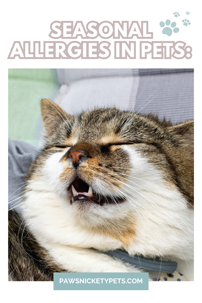 Seasonal Allergies in Pets: How to Manage Allergies During Spring ...