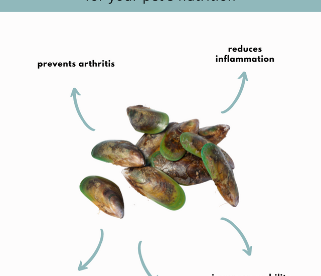 Green Lipped Mussels: The Wonders of Mussels – Pawsnickety Pets